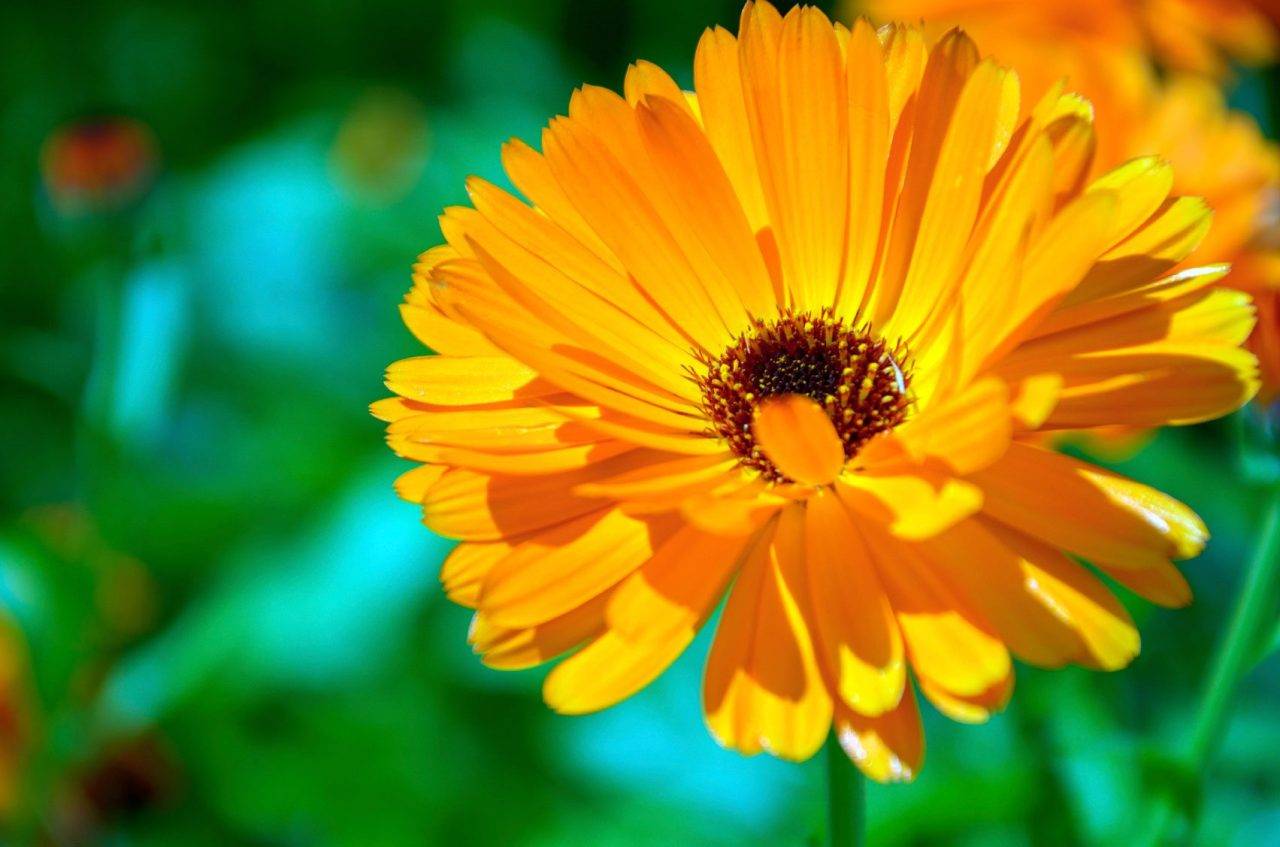 Beneficios medicinales de la caléndula - Fitoterapia Campos